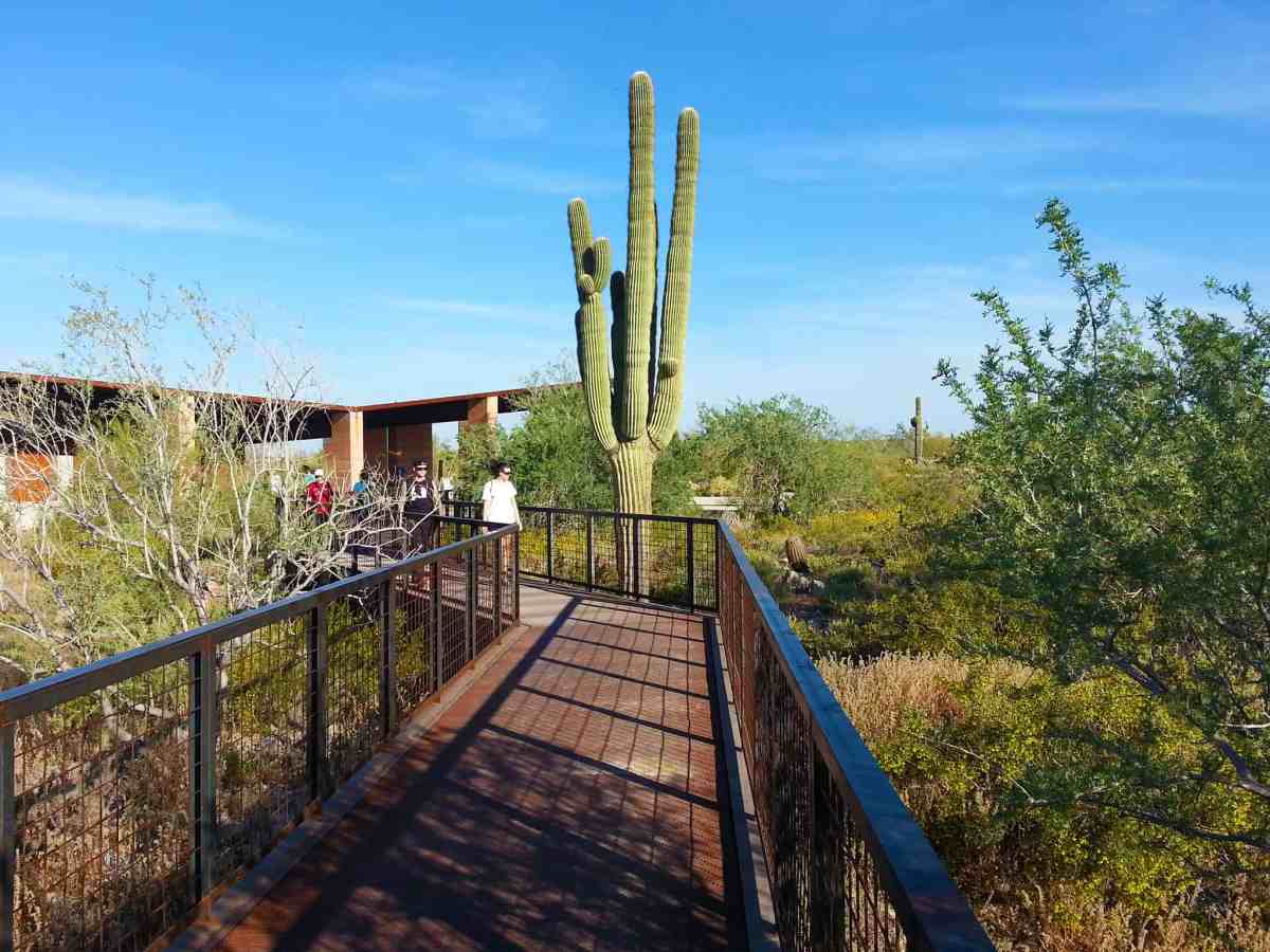 17 of the Best Hikes in Phoenix for All Levels | TB Outdoor Rentals